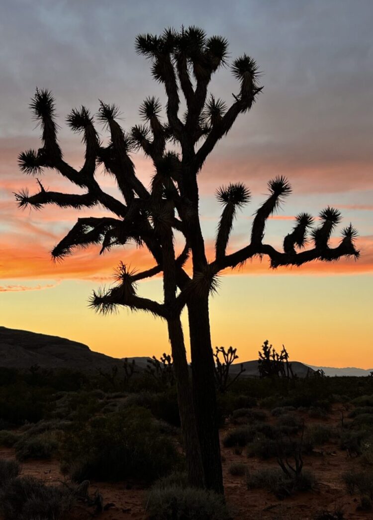 Desert Springs Networking LLC – Keeping You Connected!